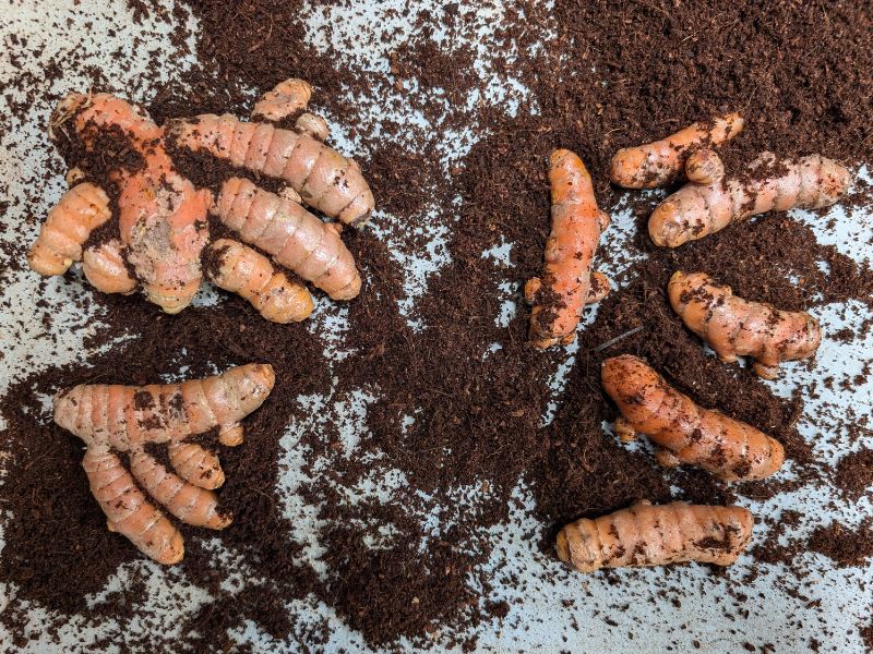 Turmeric Rhizome | The Seed Collection